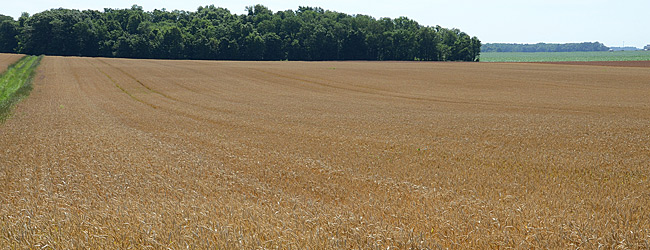 Noxious Weed Free Forage & Mulch - Ohio Seed Improvement Association