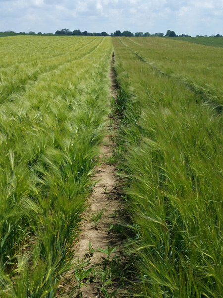 Barley-Varieties - Ohio Seed Improvement Association