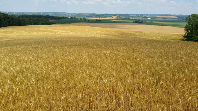Wheatfield - Ohio Seed Improvement Association